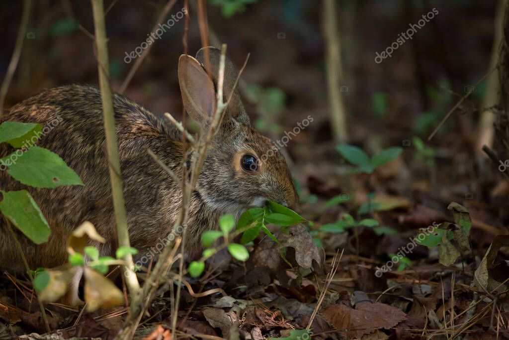 Conejo de cola de algodón oriental (Sylvilagus floridanus) masticando ...