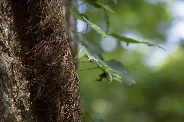 Close up of poison ivy growing down a tree - Stock Image - Everypixel