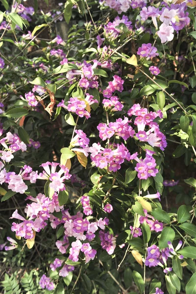 Garlic vine violet flower - Stock Image - Everypixel