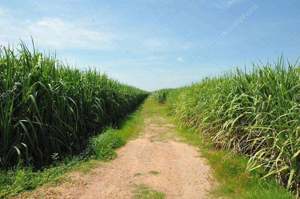 Cane Stock Photo by ©chin850 55846931