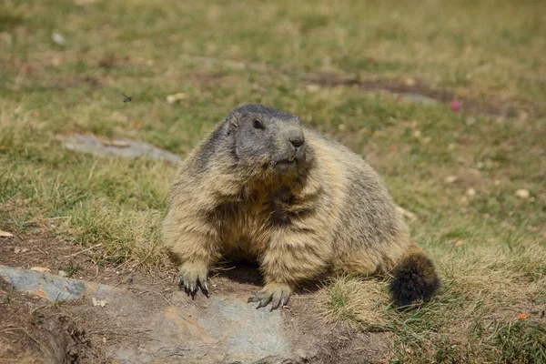 Сурок Stock Photos, Royalty Free Сурок Images | Depositphotos