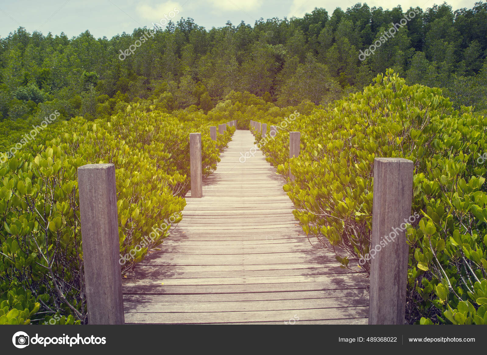 Pequeño Puente Madera Perspectiva Del Punto Fuga Del Manglar Forestal ...