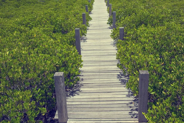Pequeño Puente Madera Perspectiva Del Punto Fuga Del Manglar Forestal ...