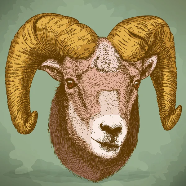 Ram Head Profile