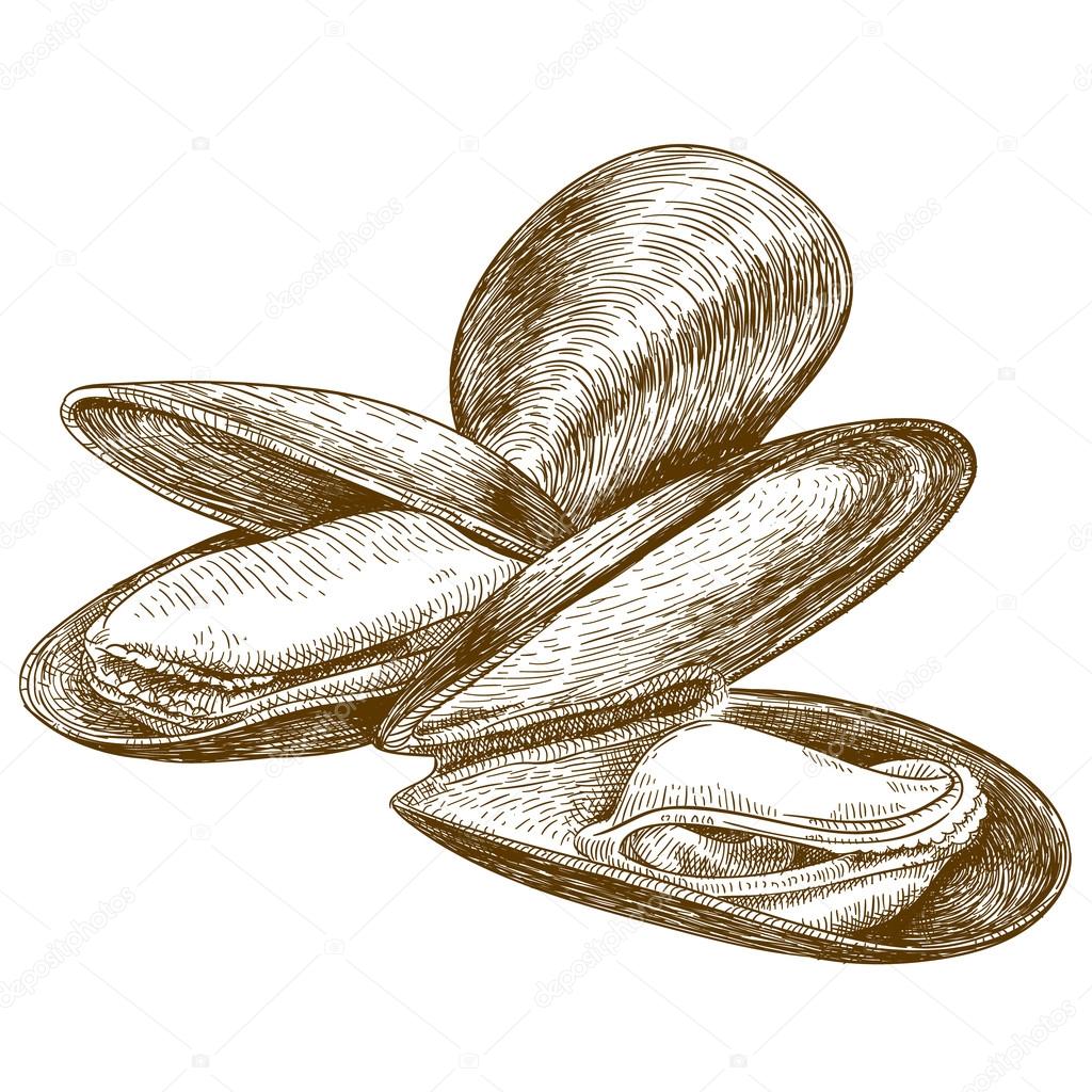 Mussel Drawing