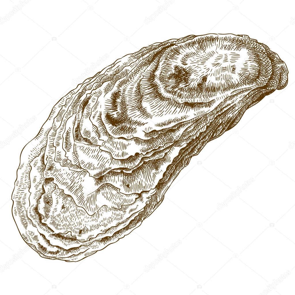 Oyster Shell Illustration