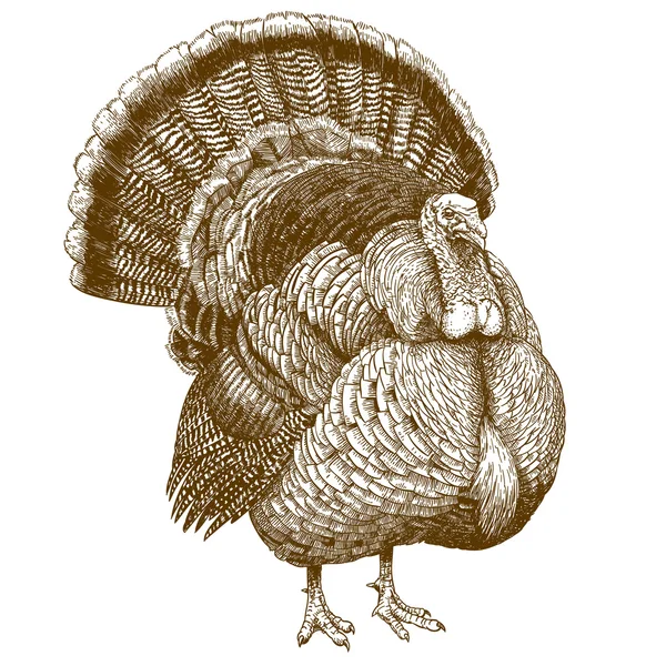 Wild turkey Vector Art Stock Images | Depositphotos