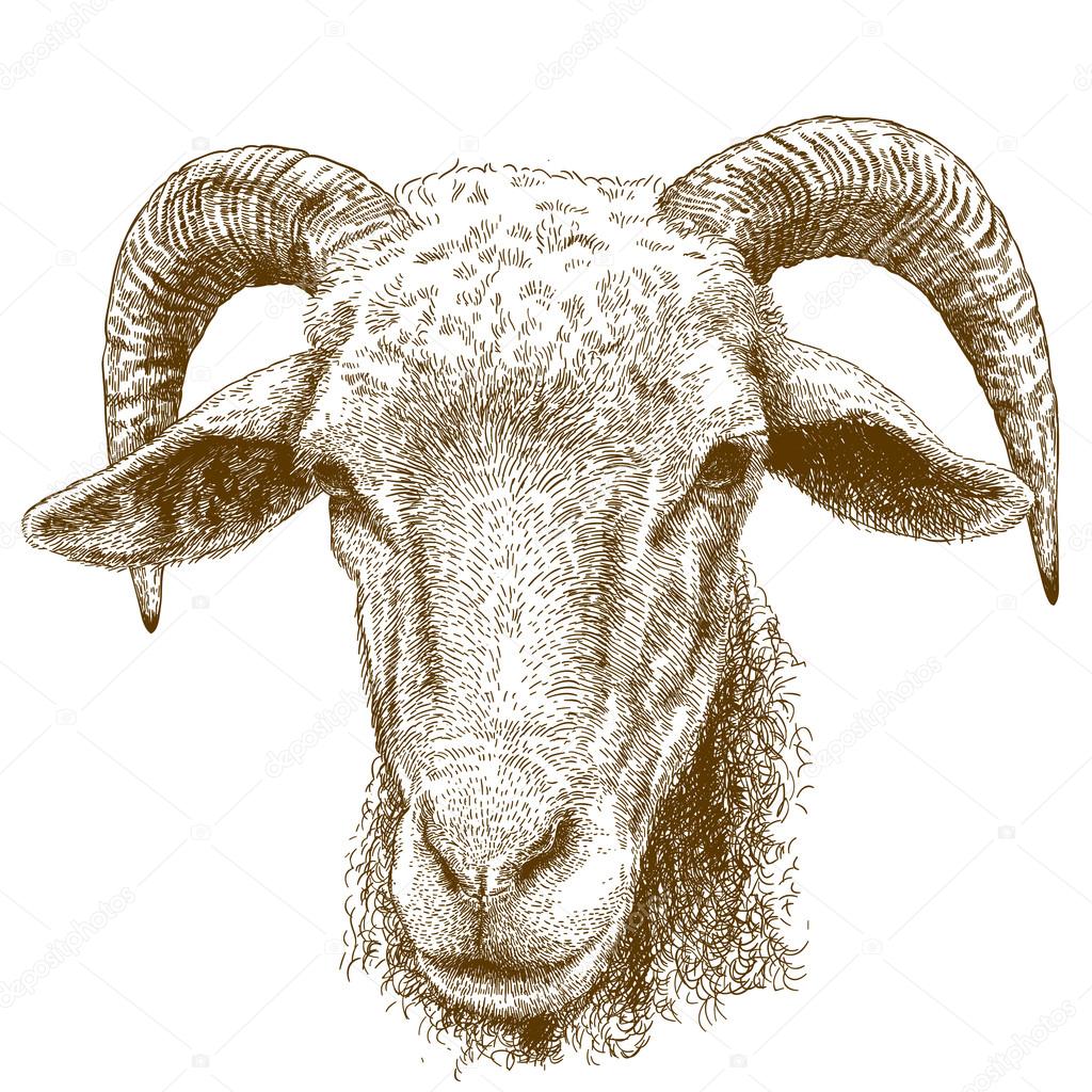 Engraving illustration of rams head Stock Vector Image by ...