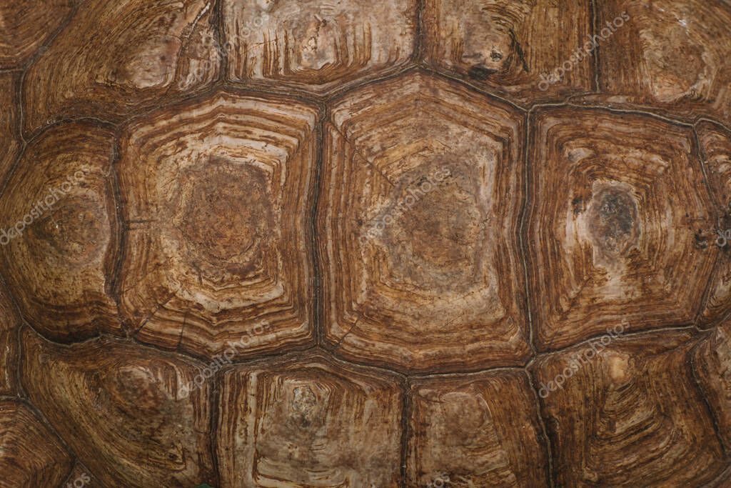 Fondo De Pantalla De Caparazón De Tortuga Caparazón De Tortuga