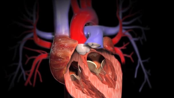 Circulatory System Animation Video