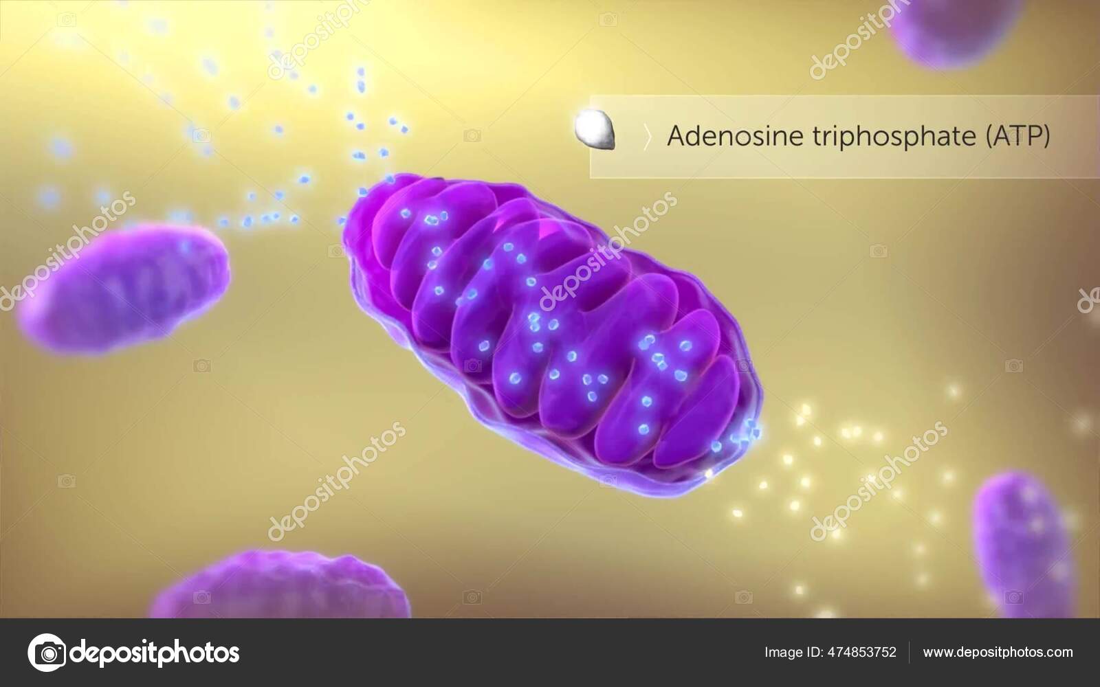 Adenosine Triphosphate 3d