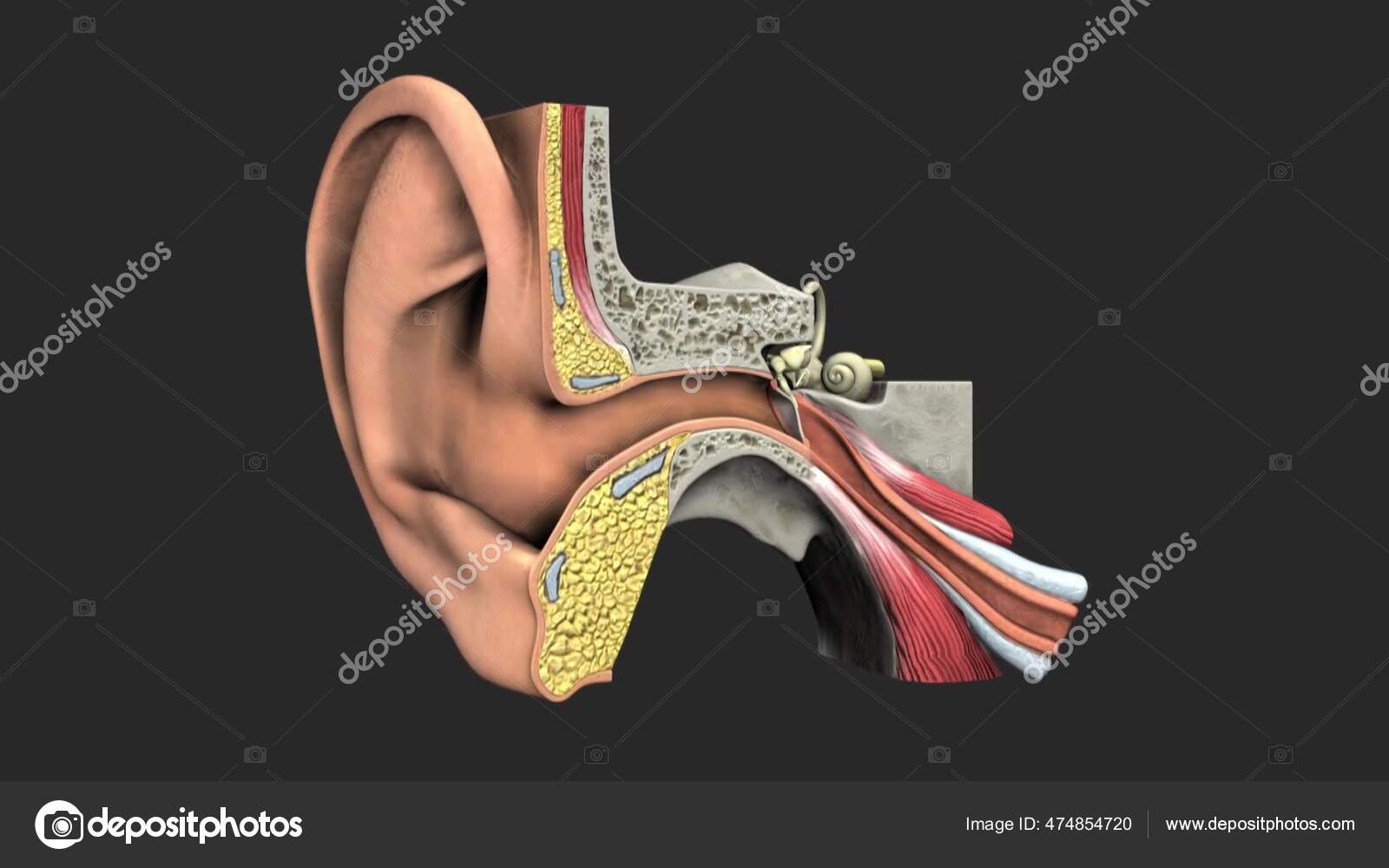 Anatomy Human Ear Stock Illustration by ©scienceanm #474854720