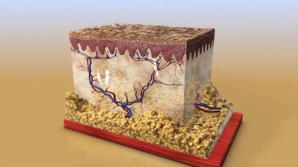 Hypoderme images libres de droit, photos de Hypoderme | Depositphotos