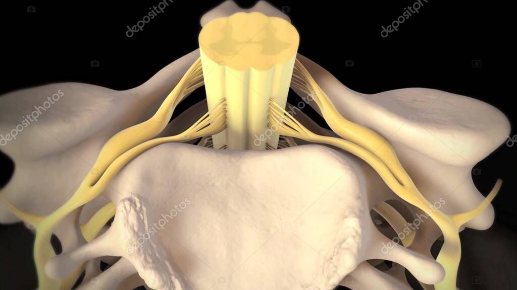 vista 3D anatómicamente correcta de la columna cervical del disco ...