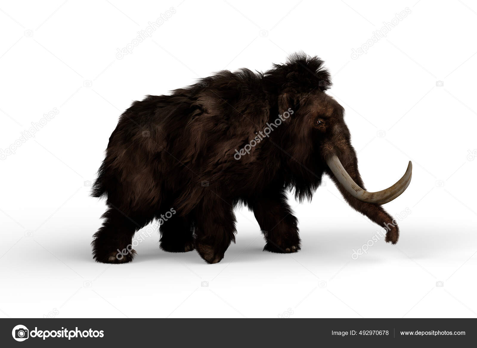 Woolly Mammoth Walking Relative Elephant Which Lived Last Ice Age ...