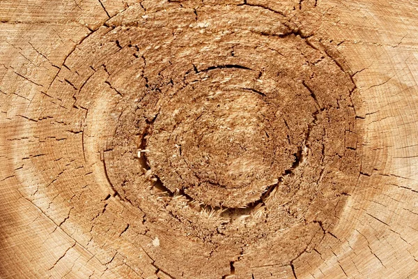 Tree trunk cross section Stock Photos, Royalty Free Tree trunk cross ...