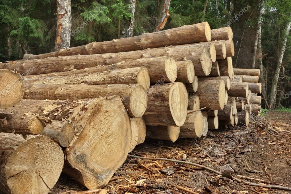 Woodpile From Sawn Pine And Spruce Logs For Forestry Industry Stock ...