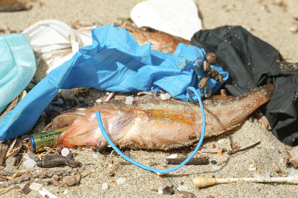 Peces marinos muertos comiendo alcalino descartado batería en un ...