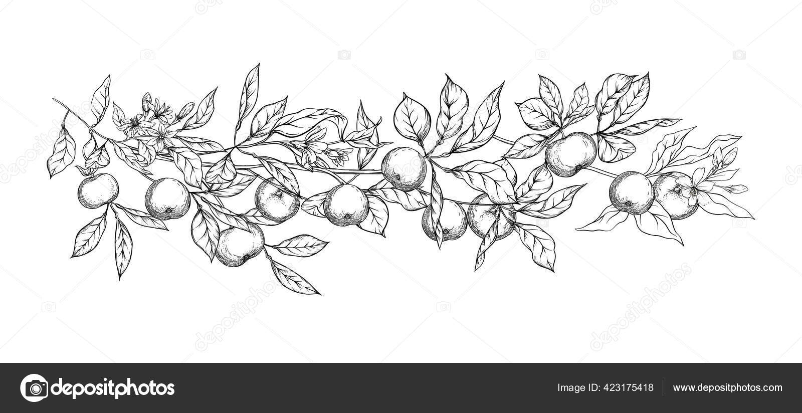 Mandarin, tangerine tree branch Stock Vector by ©ElenaBesedina 423175418