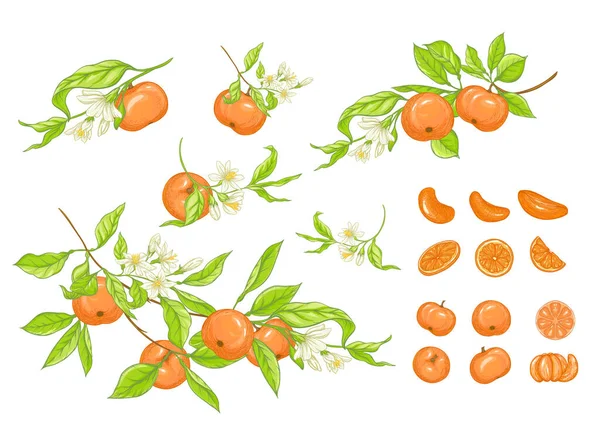 819 Cut mandarin Vector Images | Depositphotos