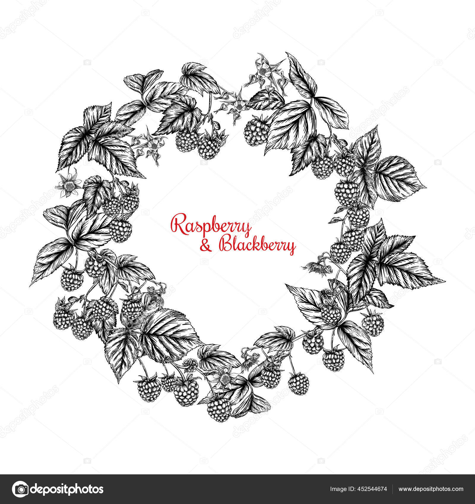 Raspberry and Blackberry. Ripe berries on branch. Clip art, set of ...