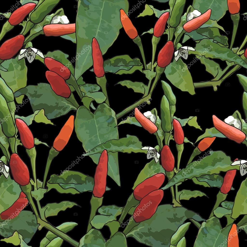 Thai hot chili pepper Stock Vector Image by ©ElenaBesedina #60752941