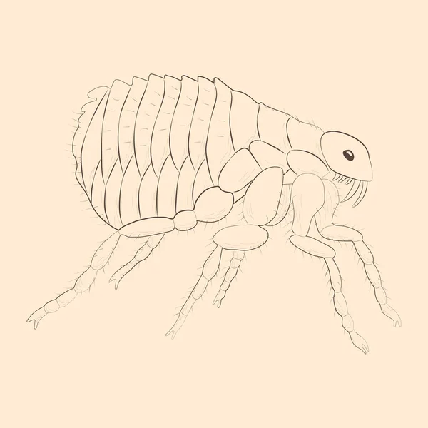 Ten Legged Fleas Drawing
