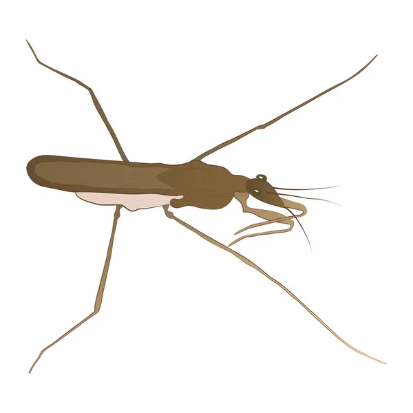 Water strider Vector Art Stock Images | Depositphotos