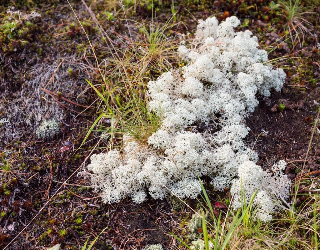 White moss close-up, in the forest — Stock Photo © Wassiliy #106519628