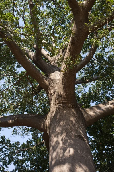 Delonix regia tree Stock Photos, Royalty Free Delonix regia tree Images ...