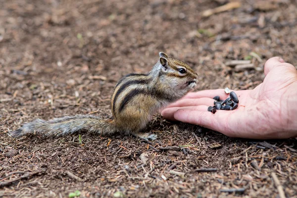 Chipmunk eating food from the palm of a human - Stock Image - Everypixel