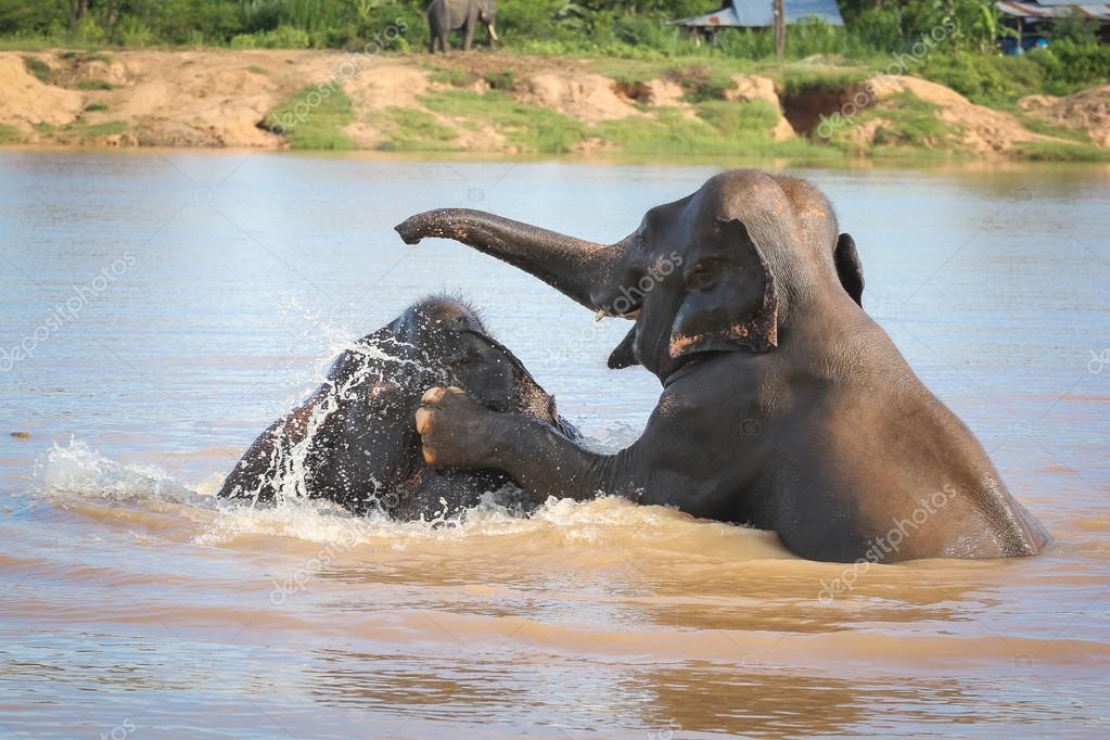 Elephant swimming Stock Photo by ©sukr13 85556712