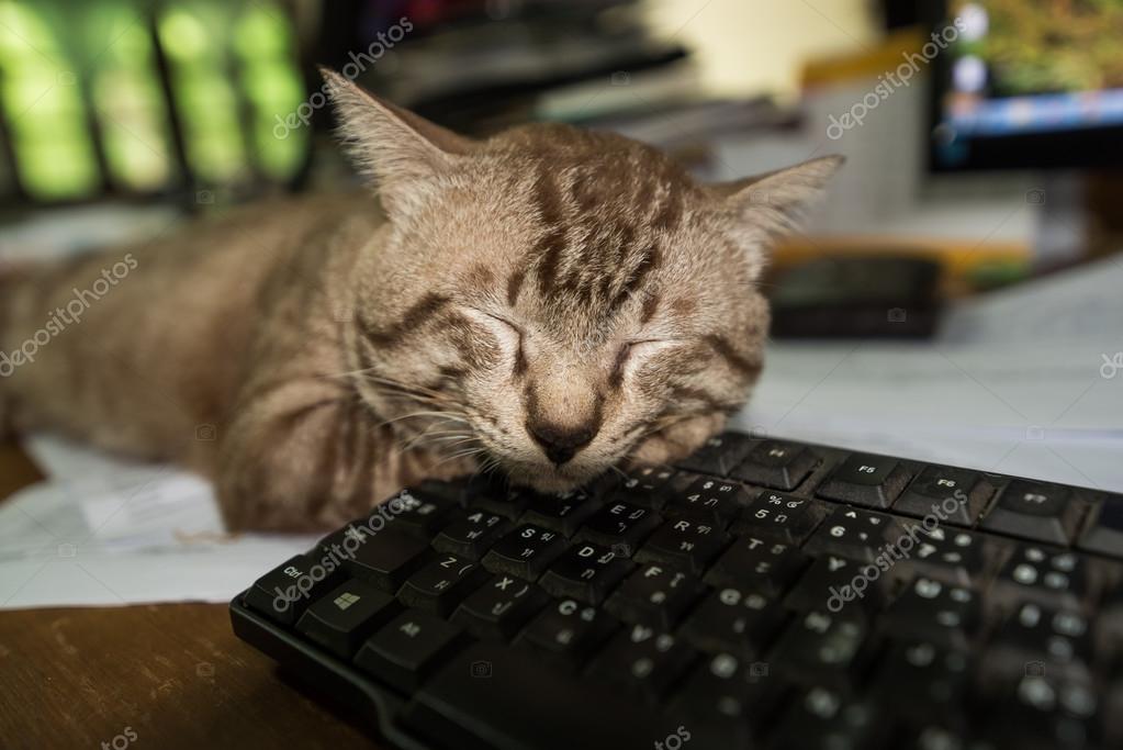 Pause at work, cat sleeping on keyboard — Stock Photo © khlongwangchao ...