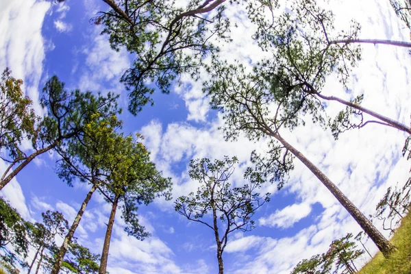 Look up trees Images - Search Images on Everypixel