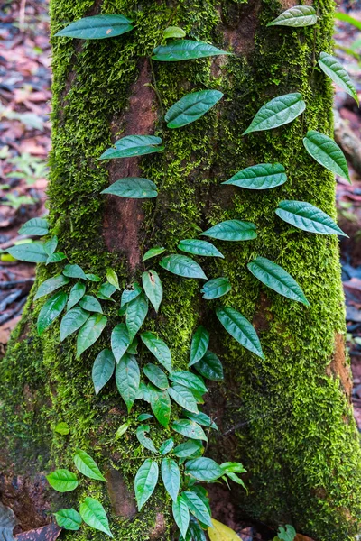 Moss texture Stock Photos, Royalty Free Moss texture Images | Depositphotos