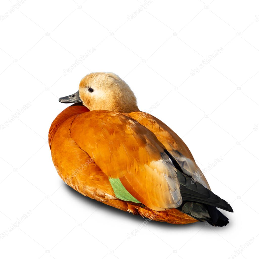 Ruddy Shelduck, o familia de patos de la familia de las aves acuáticas ...