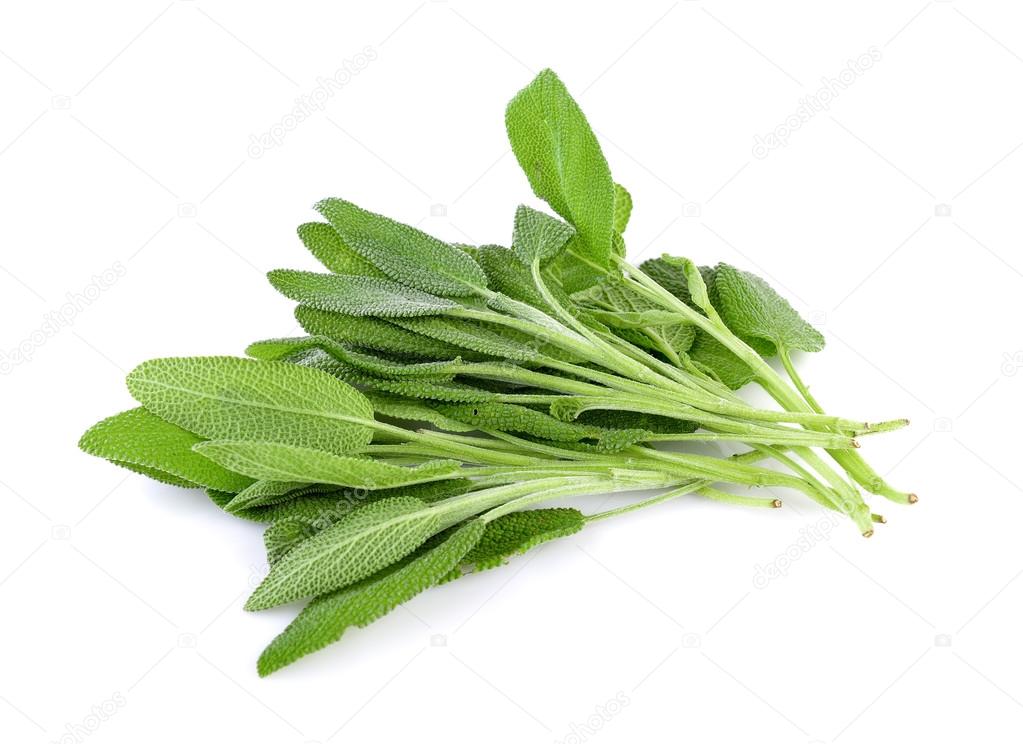 Sage plant on a white background Stock Photo by ©sommaill 111737460