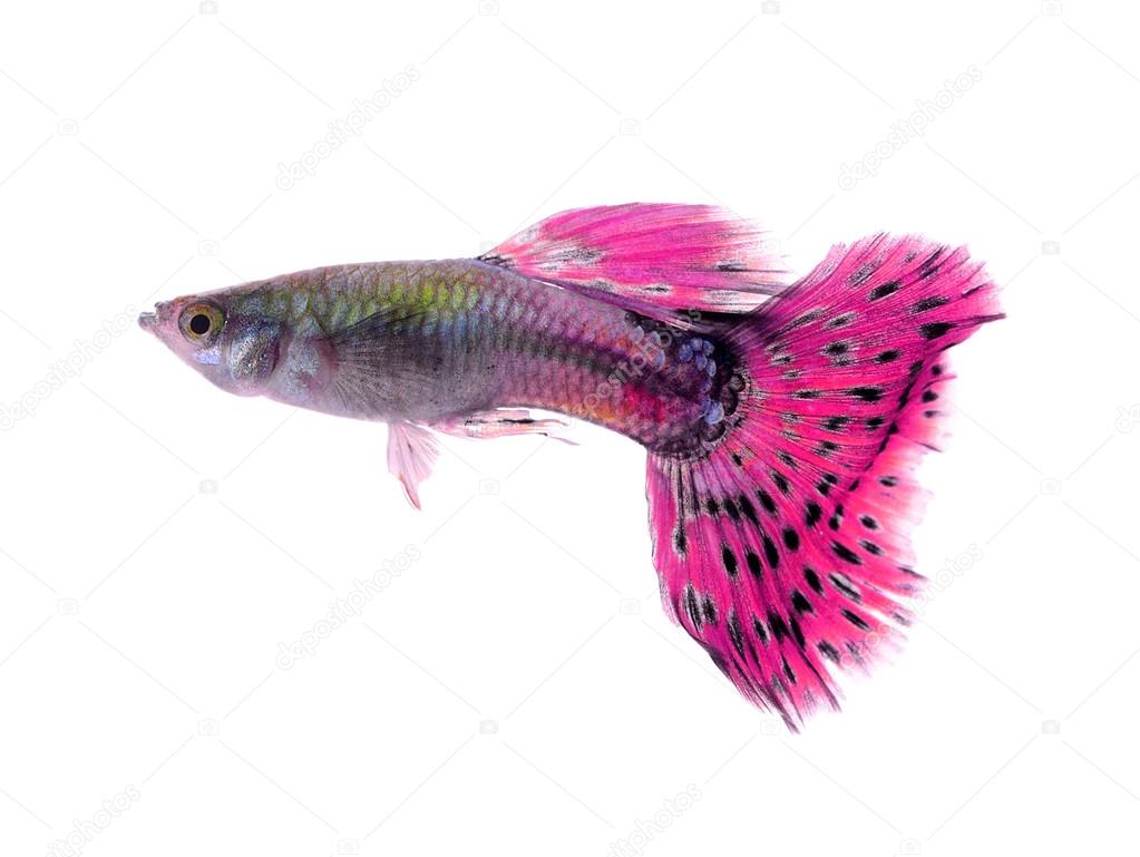 Pink Guppy