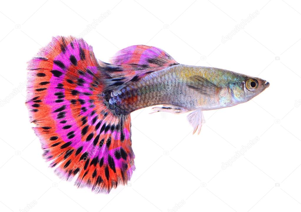 Guppy fish isolated on white background Stock Photo by ©sommaill 55215357
