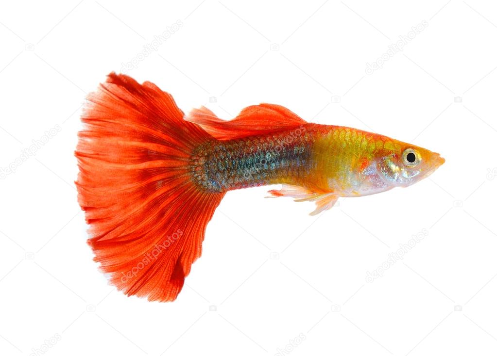 Red Guppy Fish