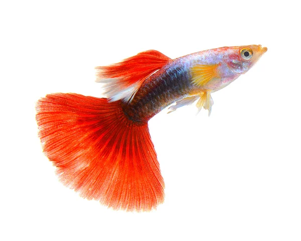 Guppies Stock Photos, Royalty Free Guppies Images | Depositphotos
