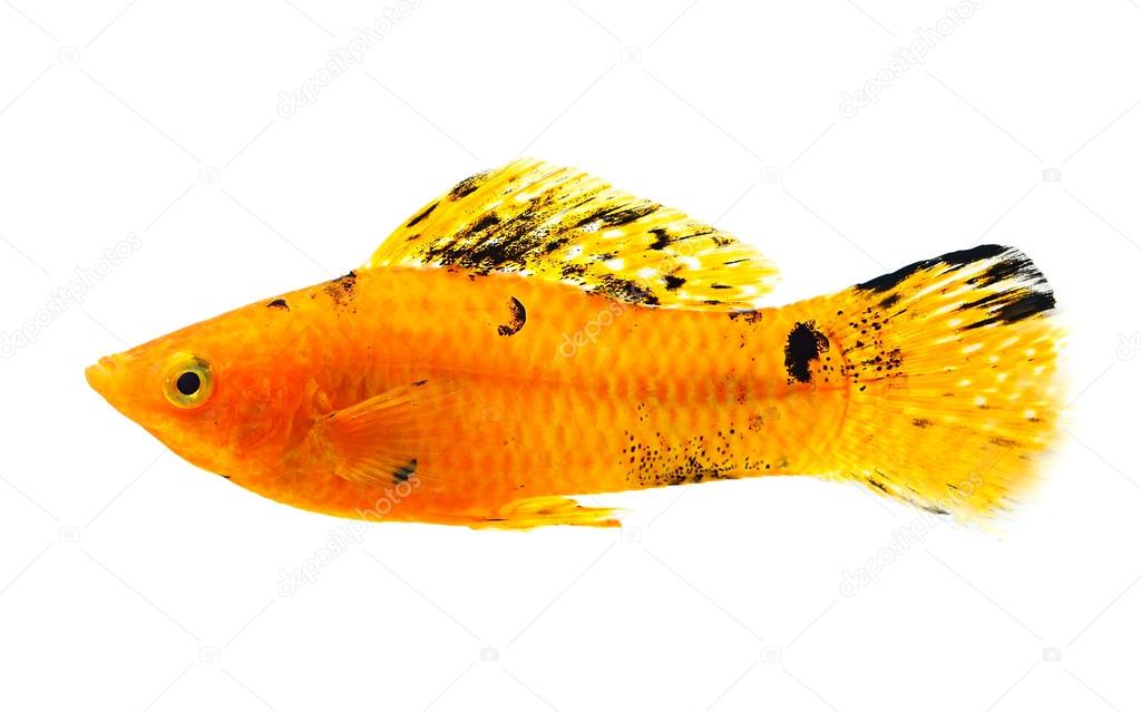 Molly fish isolated on white background Stock Photo by ©sommaill 66351411