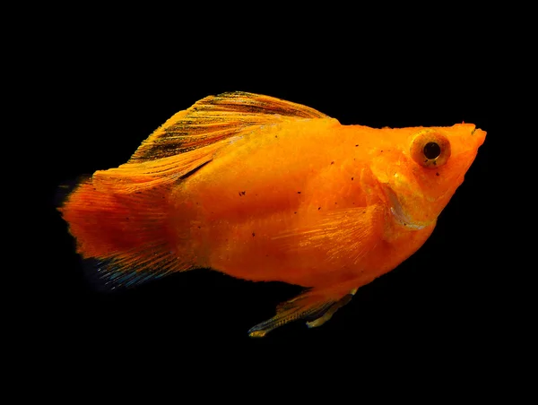 Red Molly Fish