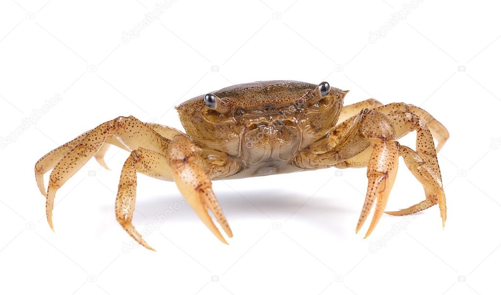 Crab on white background — Stock Photo © sommaill #82738938