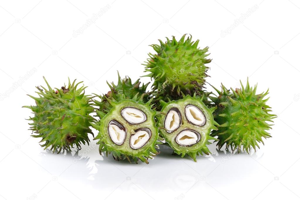 Castor oil plant on white background Stock Photo by ©sommaill 84734616