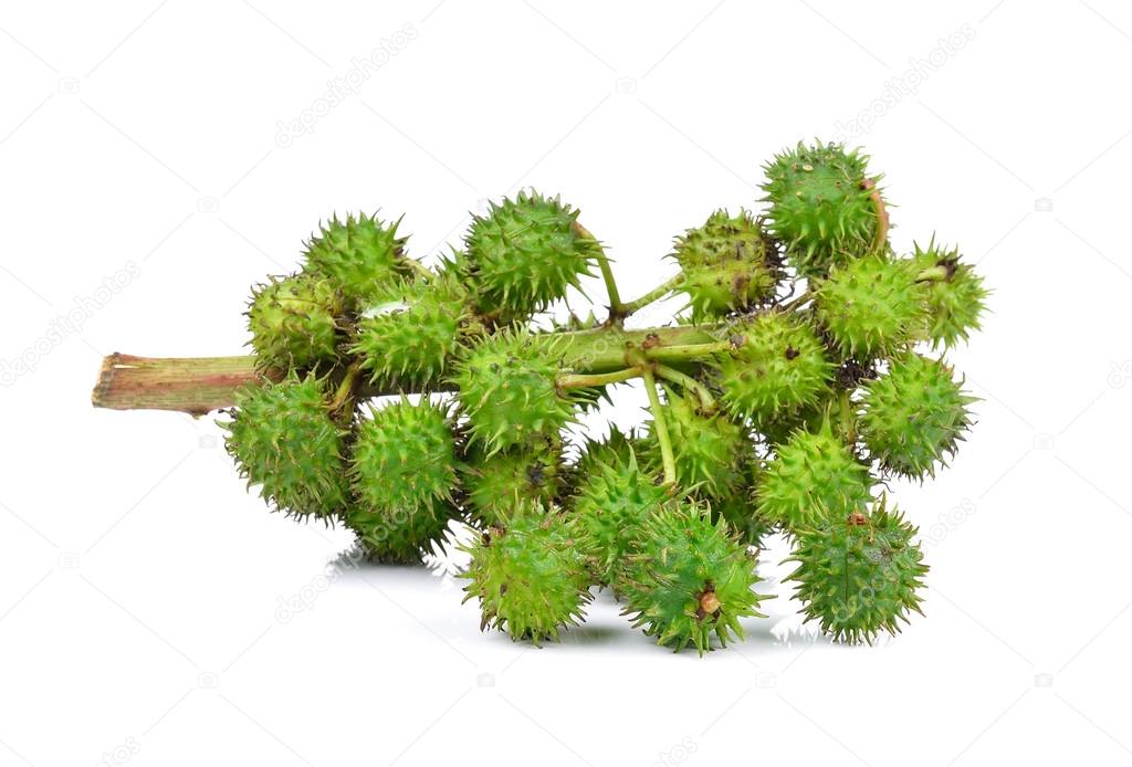 Castor oil plant on white background Stock Photo by ©sommaill 84761776