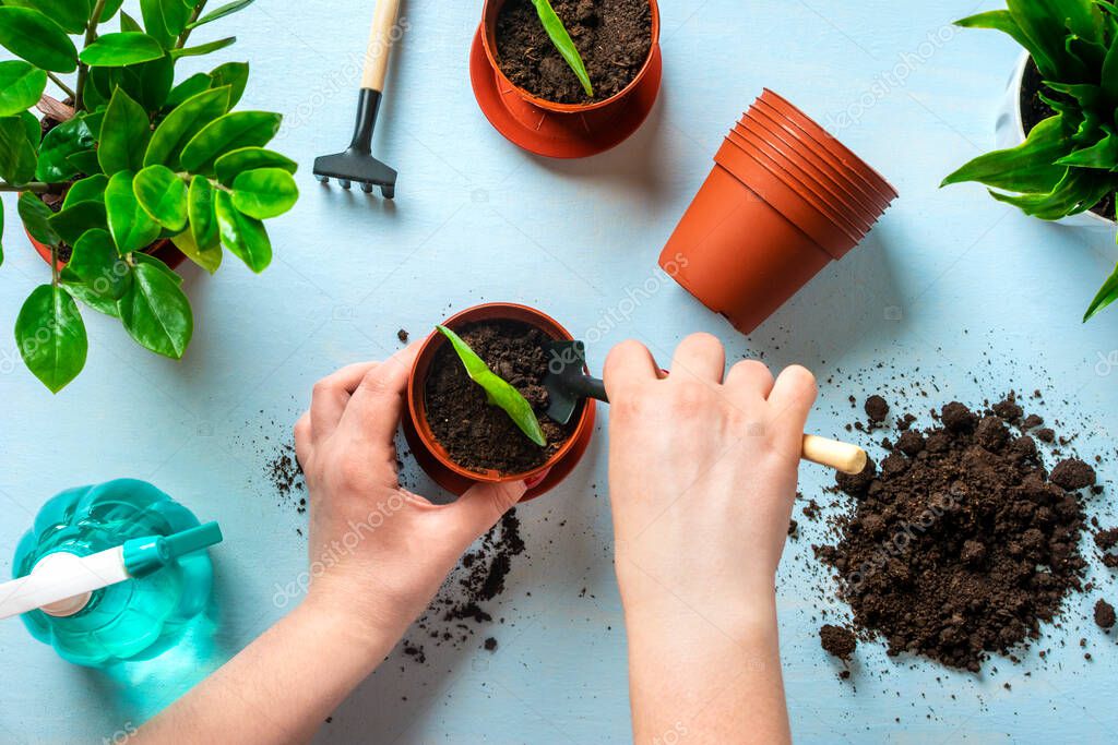 Las manos de la mujer prepara planta para plantar en mesa azul Método ...