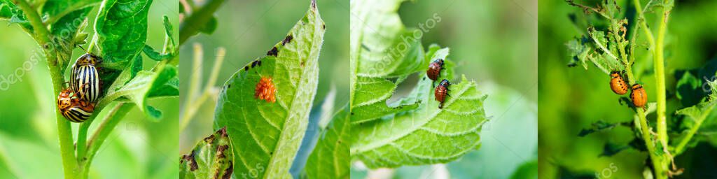 219 Adult beetles Stock Photos | Free & Royalty-free Adult beetles ...