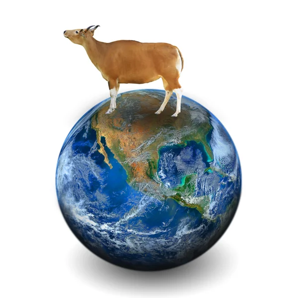 Earth with animal Stock Photos, Royalty Free Earth with animal Images ...