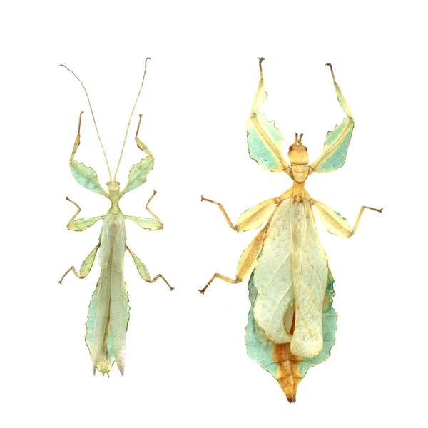 Cotton locust nymphs Stock Photos, Royalty Free Cotton locust nymphs ...